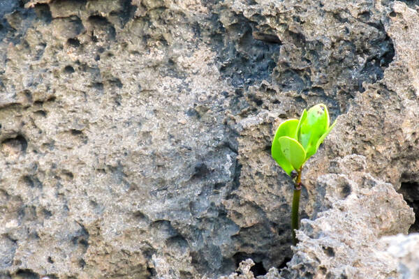 CDP al fianco di Ue, FMI e Banca Mondiale per la resilienza climatica ...